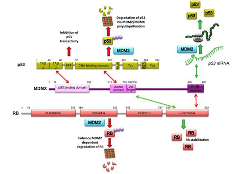 Schematic Representation Of Mdmx P53 And Rb The Different Domains Of