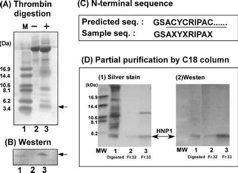 Thrombin Digestion And Partial Purification Of Hnp 1 A Thrombin