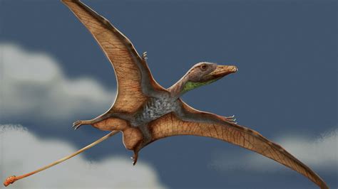 Study Explores How Pterosaurs Evolved A Flight Ready Brain Amnh