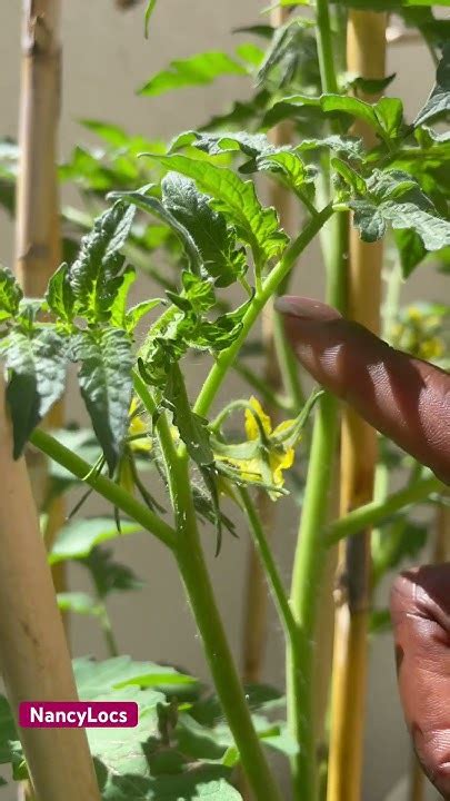 How To Pollinate Tomato Plants Manually Get More Tomatoes By Doing