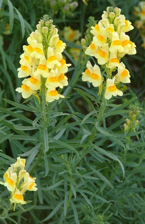 Facts About Common Toadflax Linaria Vulgaris Health Benefits