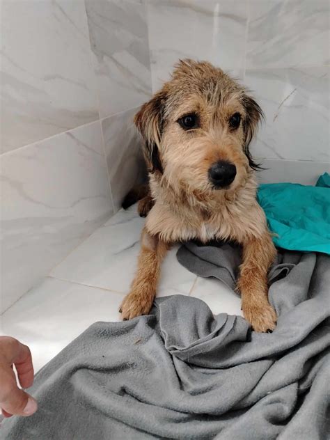 Anca Adopted — Pennys Ark