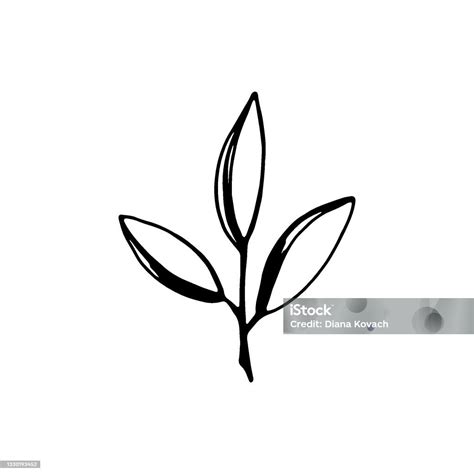 흰색 배경에 격리 된 잎손으로 그린 가지 장식 낙서 스케치 그림 벡터 플로럴 요소 개념에 대한 스톡 벡터 아트 및 기타 이미지 개념 검은색 그리기 Istock
