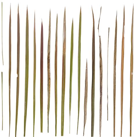 Grass 01 Free Grass Materials Blenderkit