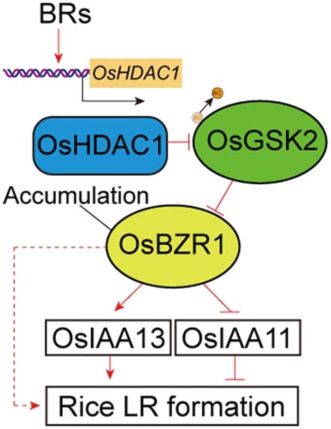 The Histone Deacetylase 1gsk3shaggy Like Kinase 2brassinazole