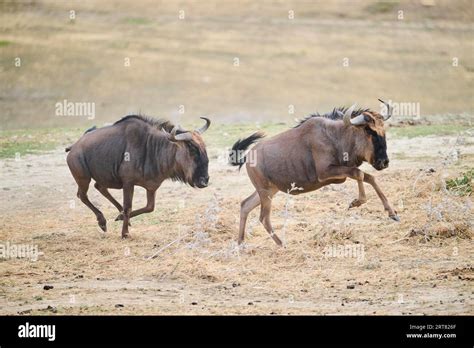 Blue Wildebeest Connochaetes Taurinus Running In The Dessert Captive Distribution Africa