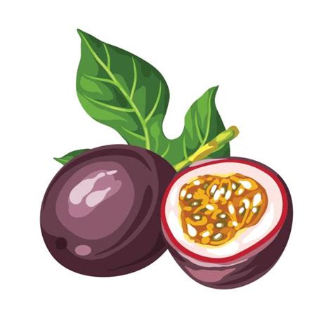Best Passion Fruit Flower Illustrations Royalty Free Vector Graphics