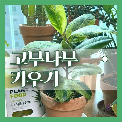고무나무 키우는법 가지치기 삽목하기 반려식물 네이버 블로그