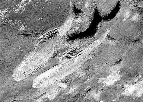 Grayling Spawning 2 Greeting Card By Chris Taggart