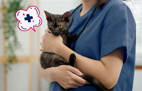 Kitten First Vet Visit What You Can Expect The Vets