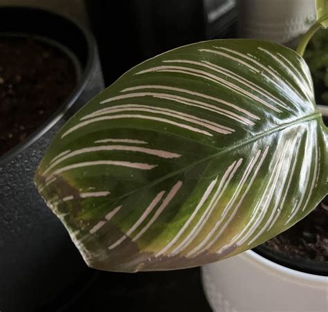 Brown Splotch On Leavesfungus Rcalathea