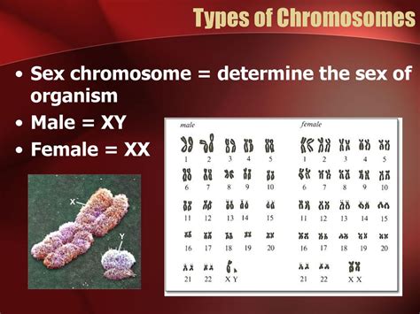 Cellular Reproduction Ppt Download