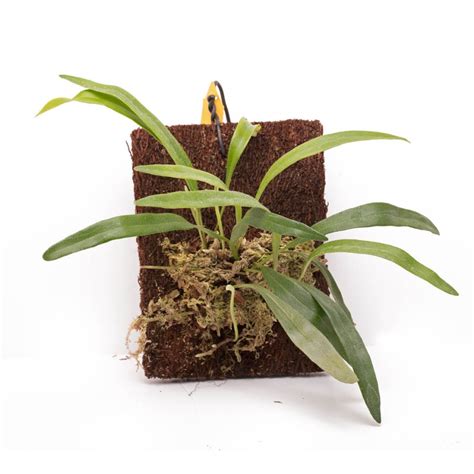 Pyrrosia Lanceolata Aufgebunden Auf Xaxim Rana Terrarienbau