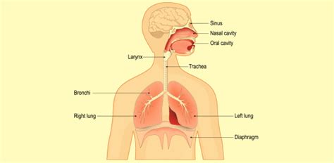 Main Function Of Respiratory System Oxygen Co₂ And Health