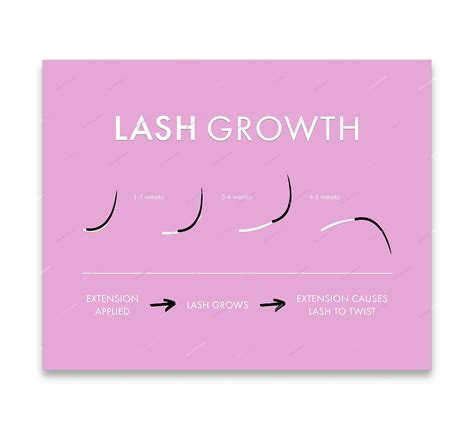 Lash Growth Cycle