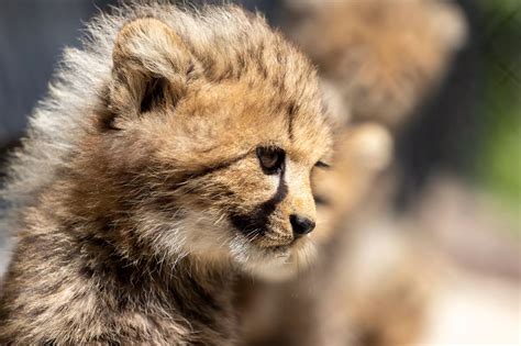 See Colchester Zoos Adorable Cheetah Cubs Essex Live