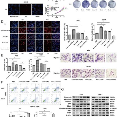 Exosomal Transfer Of Mir 552 5p Enhances Malignant Transformation Of