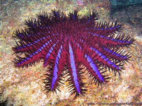 Acanthaster Planci