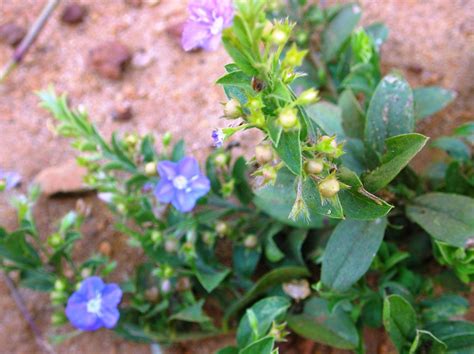 Evolvulus Alsinoides Eflora Of India