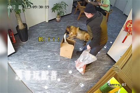 狗子：这都能怪我？