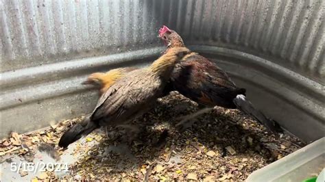 Qaib Qus Daj Project Qha Es Tim Thaib Los Youtube