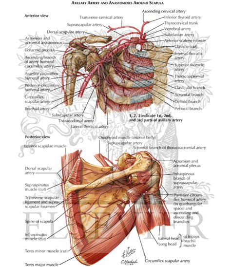 Axillary Artery And Anastomoses Around Scapula
