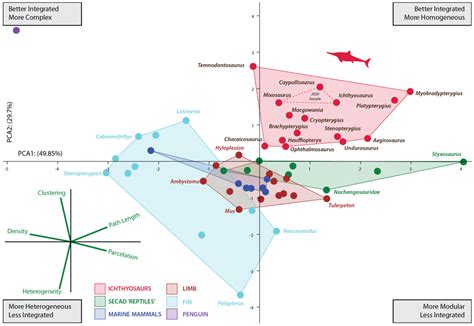 Principal Component Analysis Pca Scatter Diagram Showing Morphospace