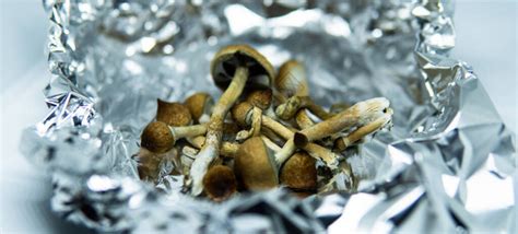 在家种植神奇蘑菇使世界上的雏菊高清图片下载 正版图片504053555 摄图网