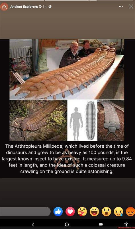 Ancient Explorers The Arthropleura Millipede Which Lived Before