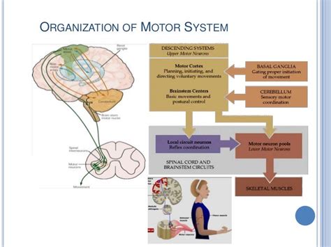 Extrapyramidal Motor System Impremedianet