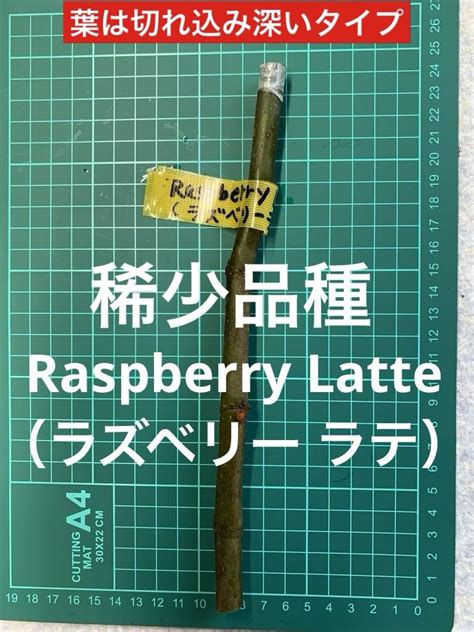 イチジク 穂木 ★稀少品種 ★raspberry Latte（ラズベリー ラテ） メルカリ