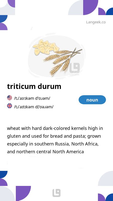 Definition And Meaning Of Triticum Durum Picture Dictionary
