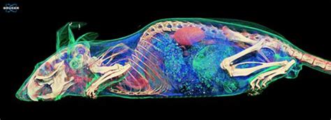 Micro Ct In Life Science And Biology Blue Scientific