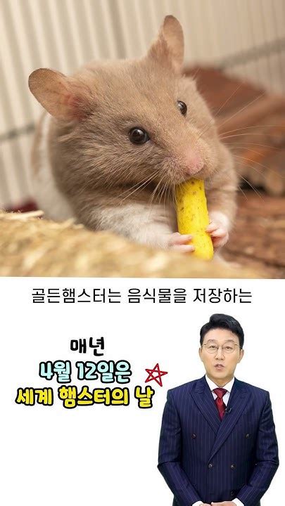 4월 12일은 세계 햄스터의 날 Youtube