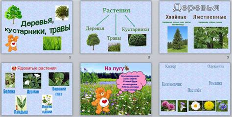 Деревья, кустарники, травы
