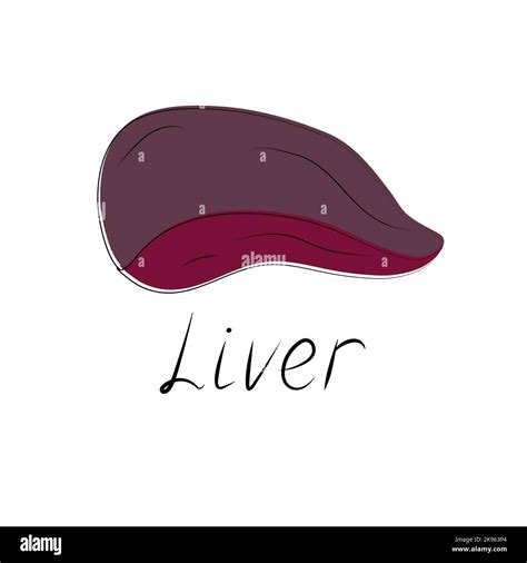 Liver Illustration And Hand Written Inscription Vector Logo Stock