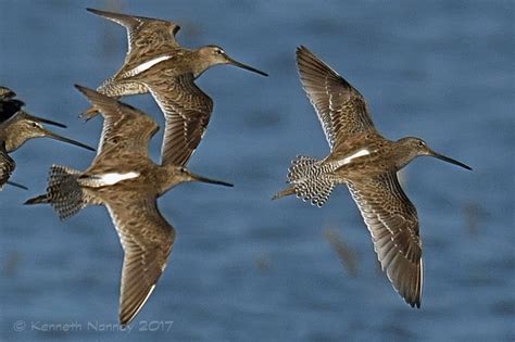 Dowitchers In Flight Both Species