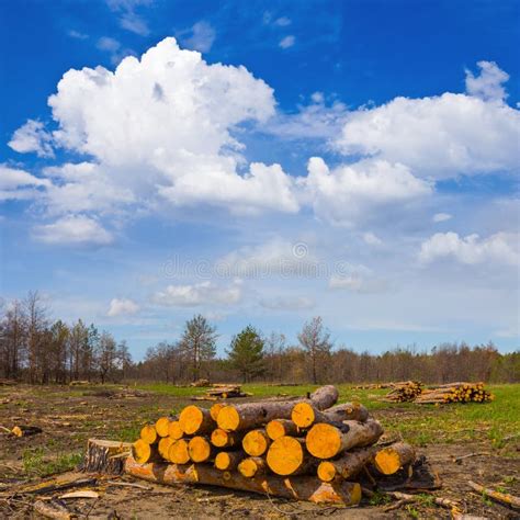 Heap Of Pine Tree Trunk On The Forest Glade Stock Image Image Of