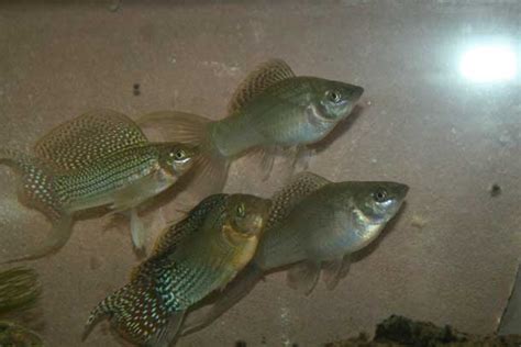 Green Lyretail Sailfin Molly Goliad Farms