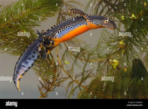 Alpine Newt Triturus Alpestris Ichthyosaura Alpestris Mesotriton