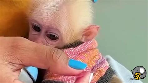 بچه میمون شیر میخوره پرستارش داره بهش کرم میزنه فیلو