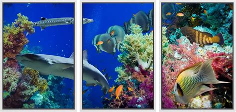 Wall26 نقاشی دیواری بوم قاب شده 3 تکه ماهی آنتیاس استوایی با مرجان‌های آتش خالص و کوسه روی