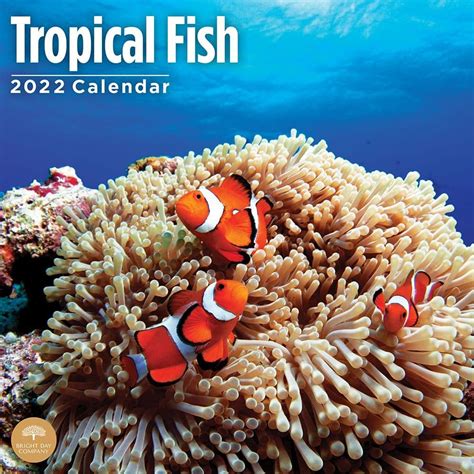 Tropical Fish Calendar Kore Garnette