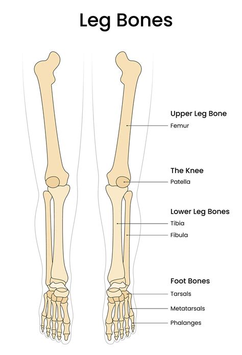 Lower Extremity Osteology Leg Bones Anatomical Structure Anatomy Note