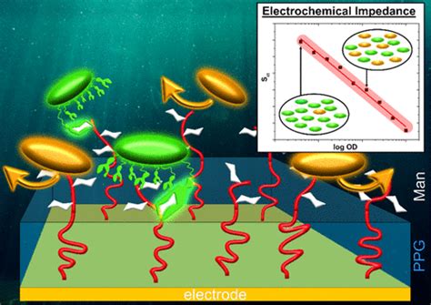 Selective Quantification Of Bacteria In Mixtures By Using Glycosylated