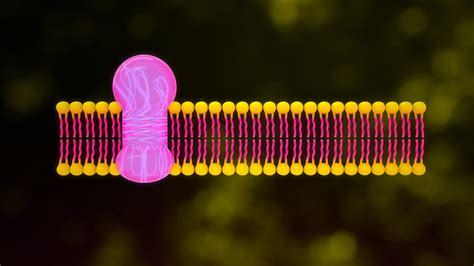 Rhodopsin Visual Purple 3d Model Turbosquid 2187558
