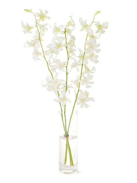 【生花】デンファレ白 品種おまかせ【50cmタイ】｜flower Smith Market（フラワースミスマーケット）