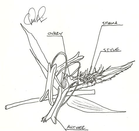 Grass Floret The Flower Of Grass Is Usually Bisexual It C Flickr