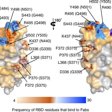 Mutations In The Omicron Spike Rbd That Potentially Allow The Omicron