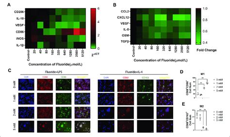 Fluoride Suppressed Macrophage Polarization In Vitro A Rt Qpcr